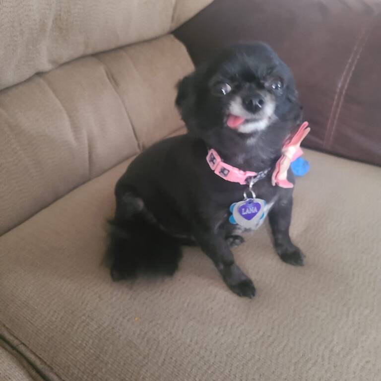 About Us - Ruff Dogs